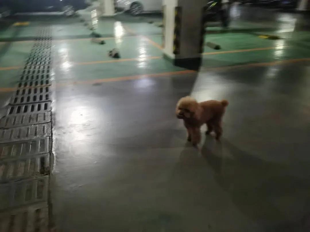 Civilized dog raising, I start by "petting"! - iNEWS