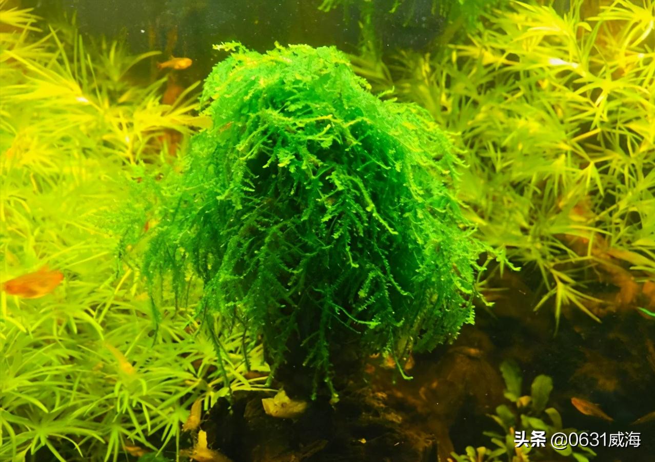 Examples to explain the role of pine cones in the aquarium aquarium, so ...