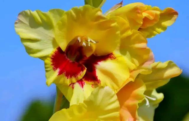 Horoscope in mid-January: Peach blossoms are fragrant, meet true love ...
