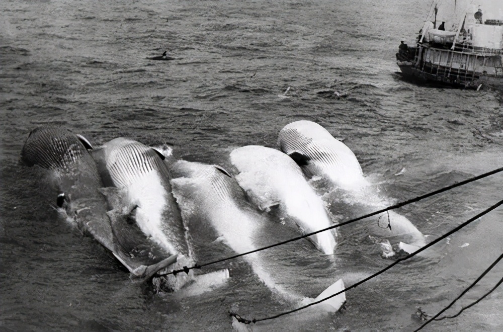 Danish traditional whaling festival, called a hunting feast, 175 pilot ...