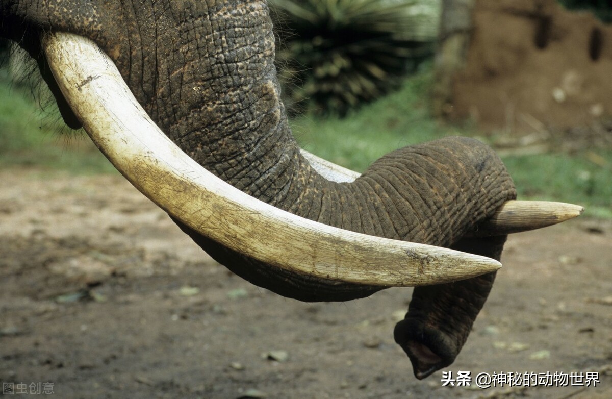 The biggest chewing teeth of an elephant can weigh up to 4 kilograms ...