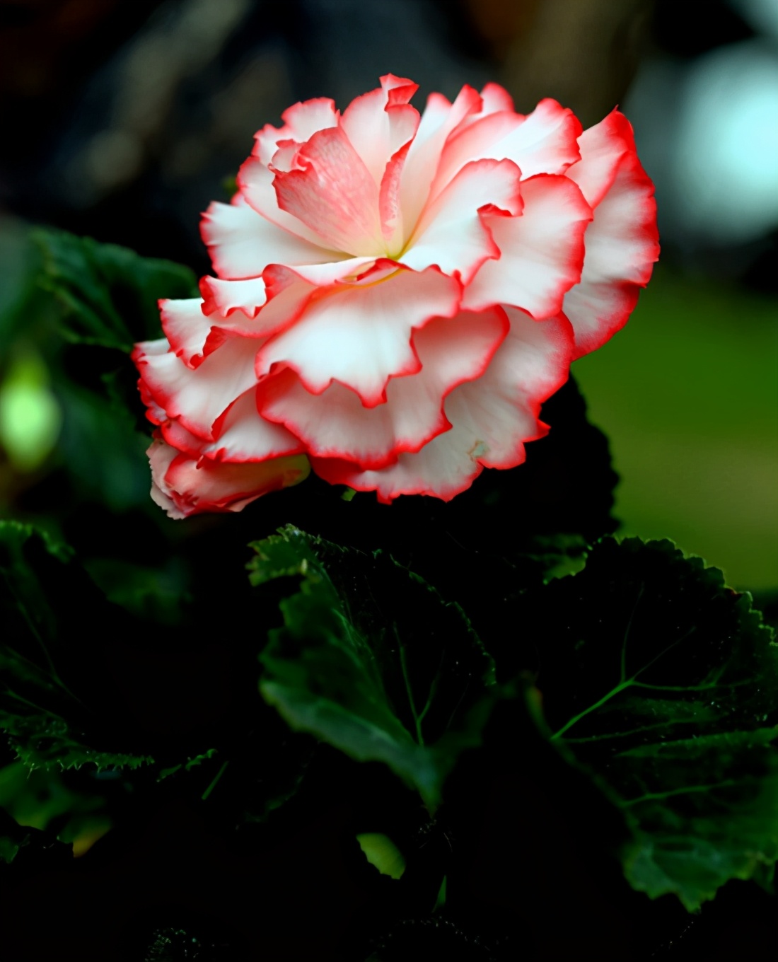 The daily maintenance of Begonia tuberhybridae is very important in its ...
