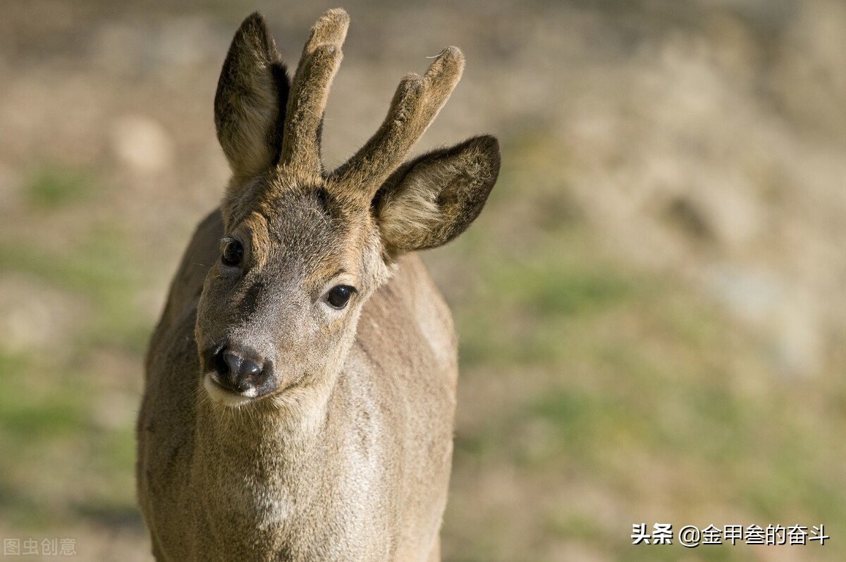 How silly is "Silly Roe Deer"?Inventory of "Northeast Mythical Beast ...