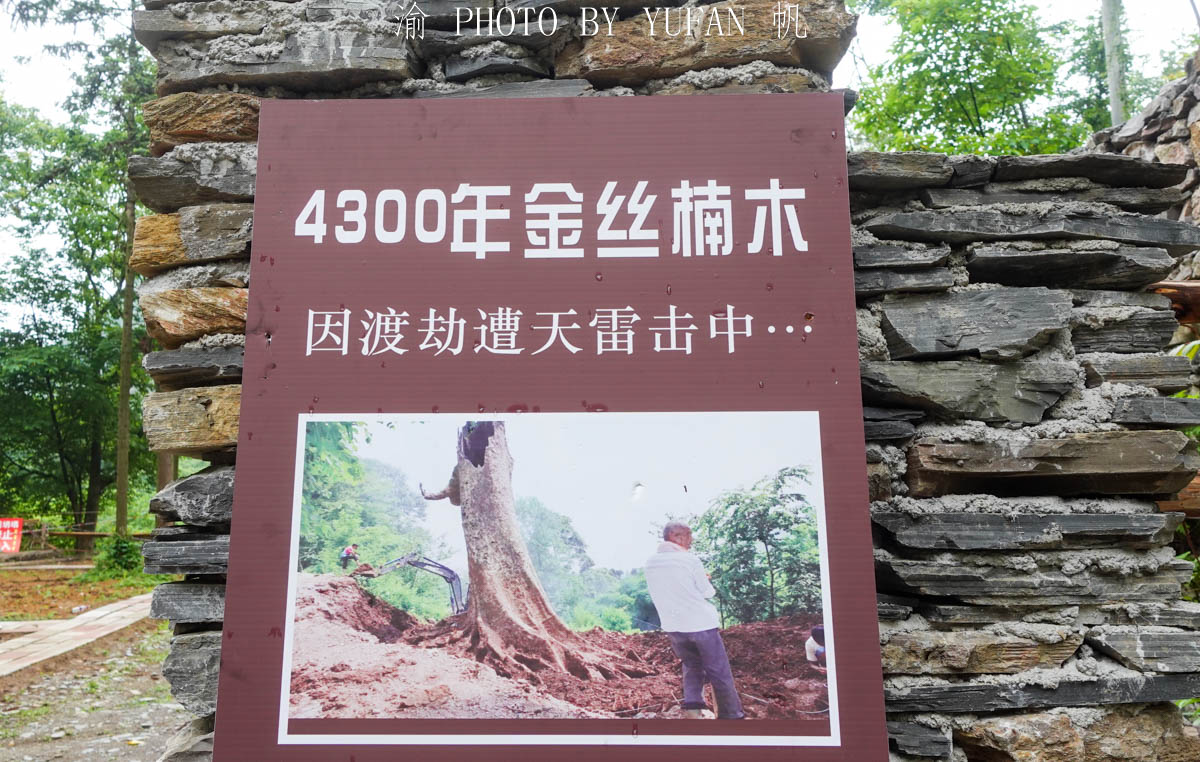 The world's largest golden nanmu tree is 4,300 years old. Unfortunately ...