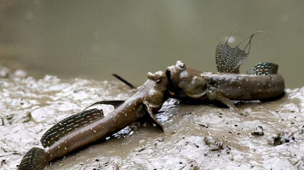 A shark with a human face was discovered in Indonesia: Is it the ...