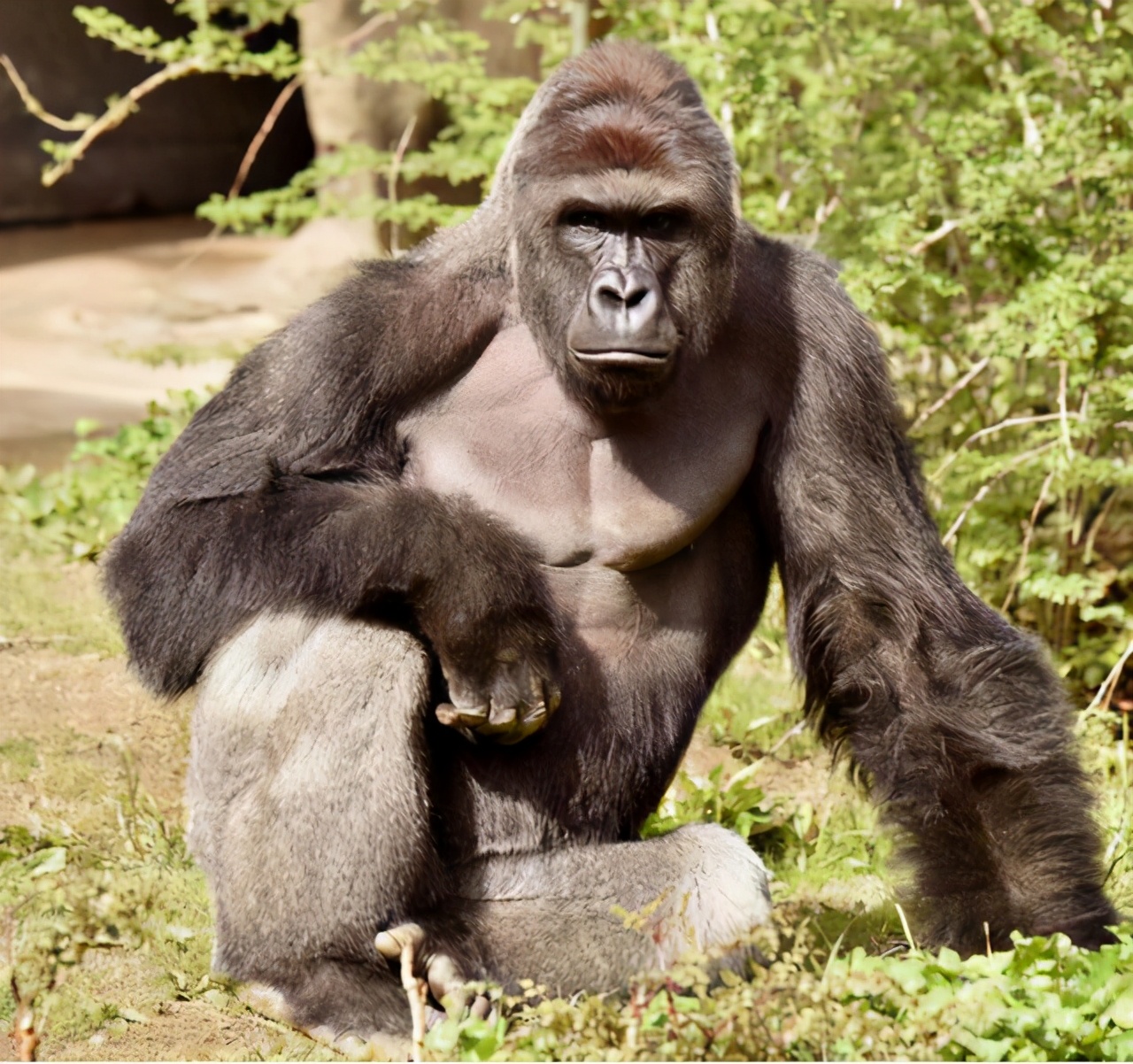 The gorilla does not have protein powder, but the muscles are much ...
