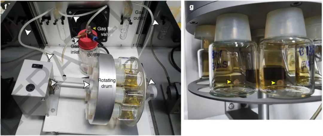 Artificial machine uterus! Israeli scientists cultivate mammalian ...
