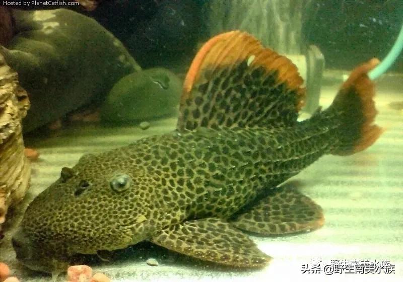 I know a kind of South American fish every day - iNEWS