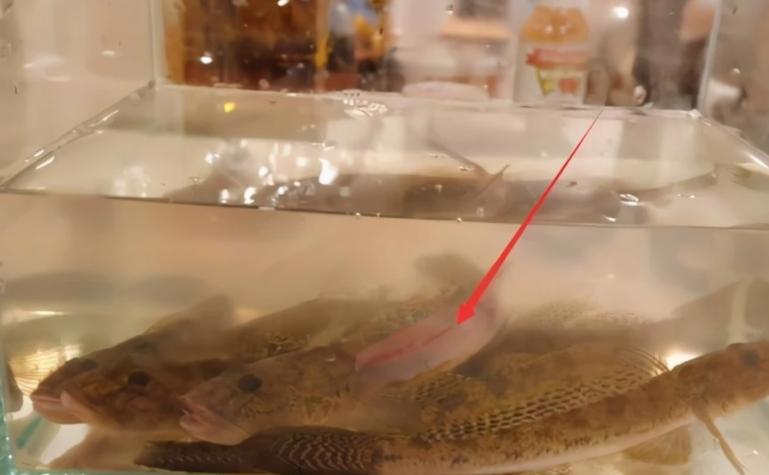 Japanese eating quirks: remove the fish and throw the bones into the ...