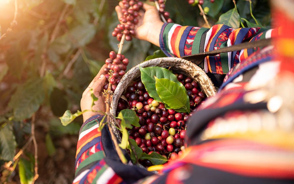 Yunnan Coffee has been misunderstood for a long time... - iNEWS