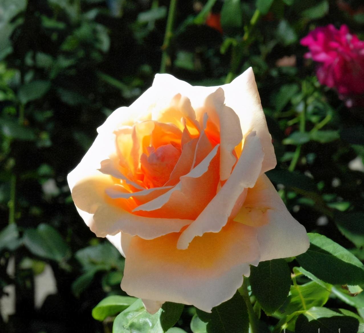 Seven classifications of rose varieties - iMedia