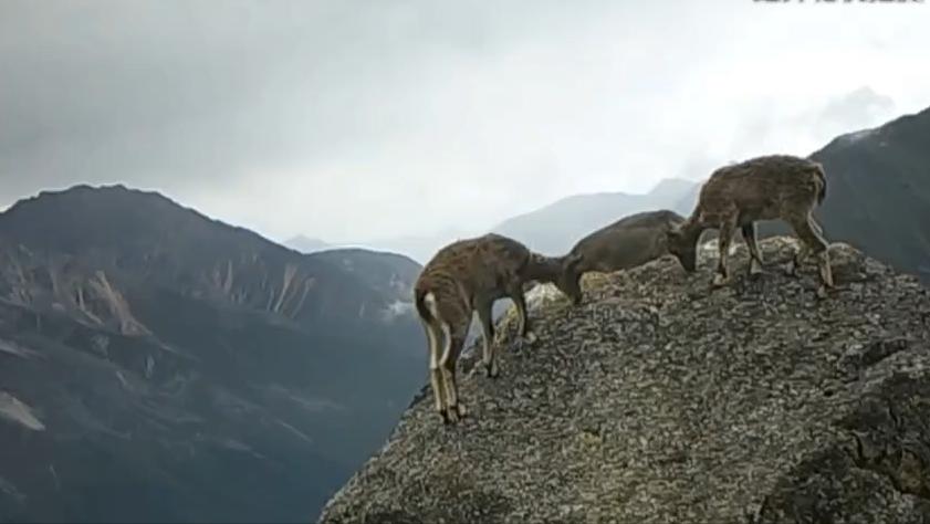 There is a luminous "sacred stone" in Sichuan, and countless animals go ...