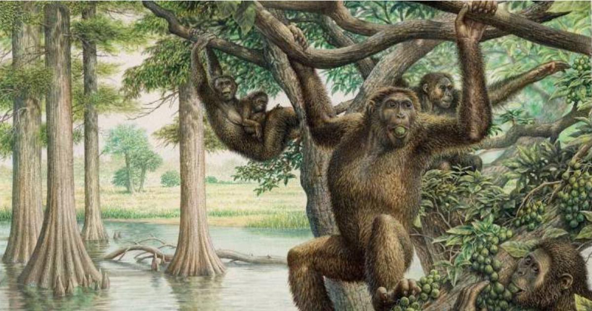 Why do primitive humans lose their body hair?What's the use of leaving ...