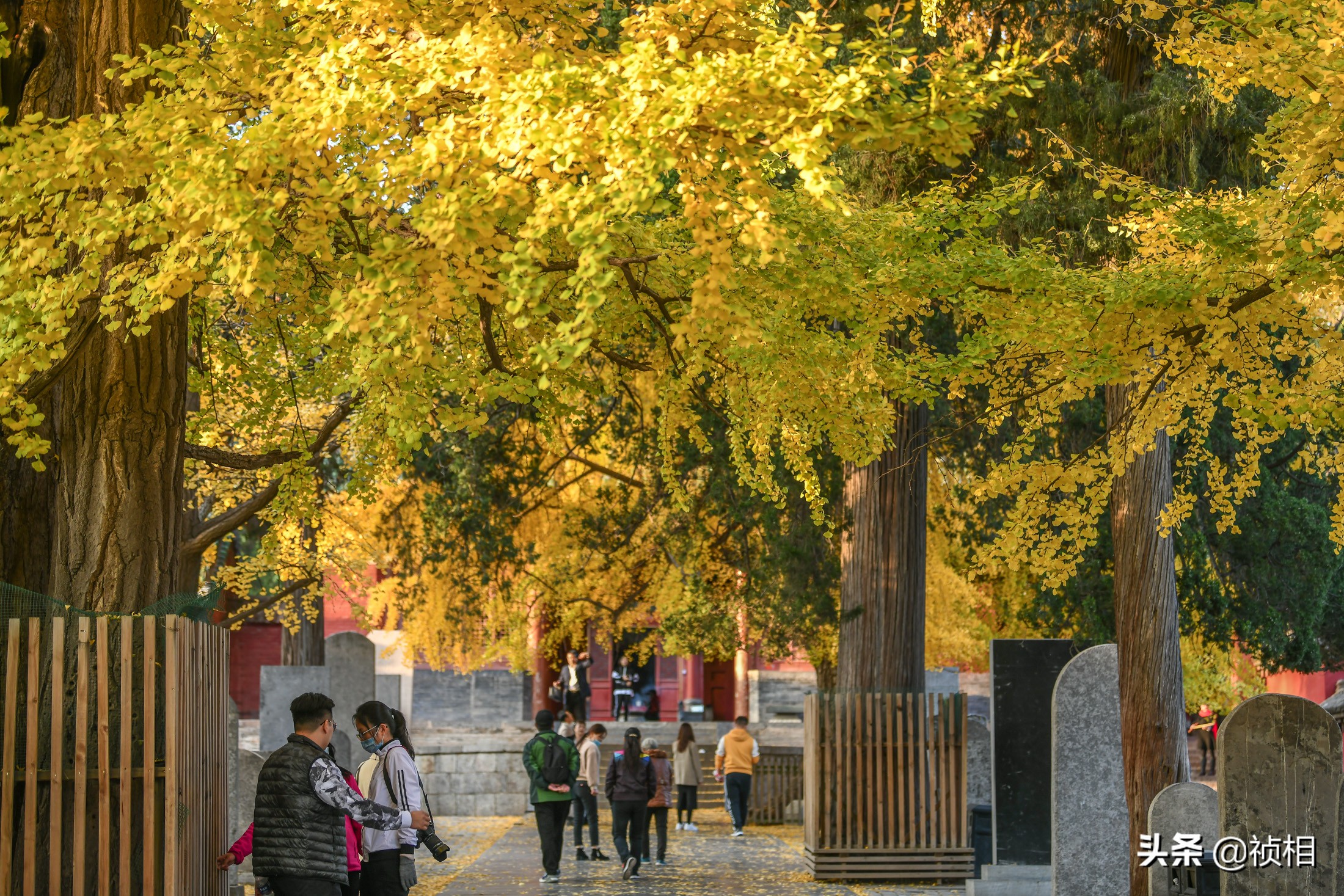 Shaolin monk practicing martial arts under the golden ginkgo tree ...