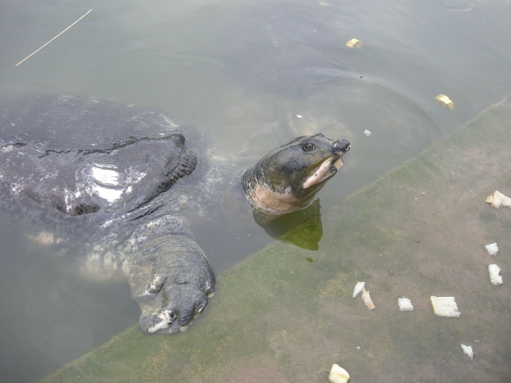 The Ganges soft-shelled turtles are flooding and unattended, and 5 ...
