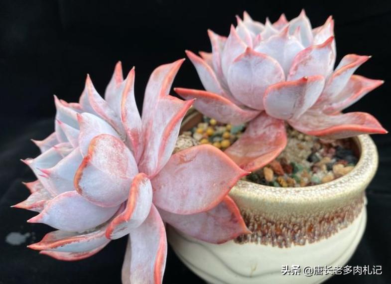 Lucina is very succulent-not afraid of high temperature exposure in ...