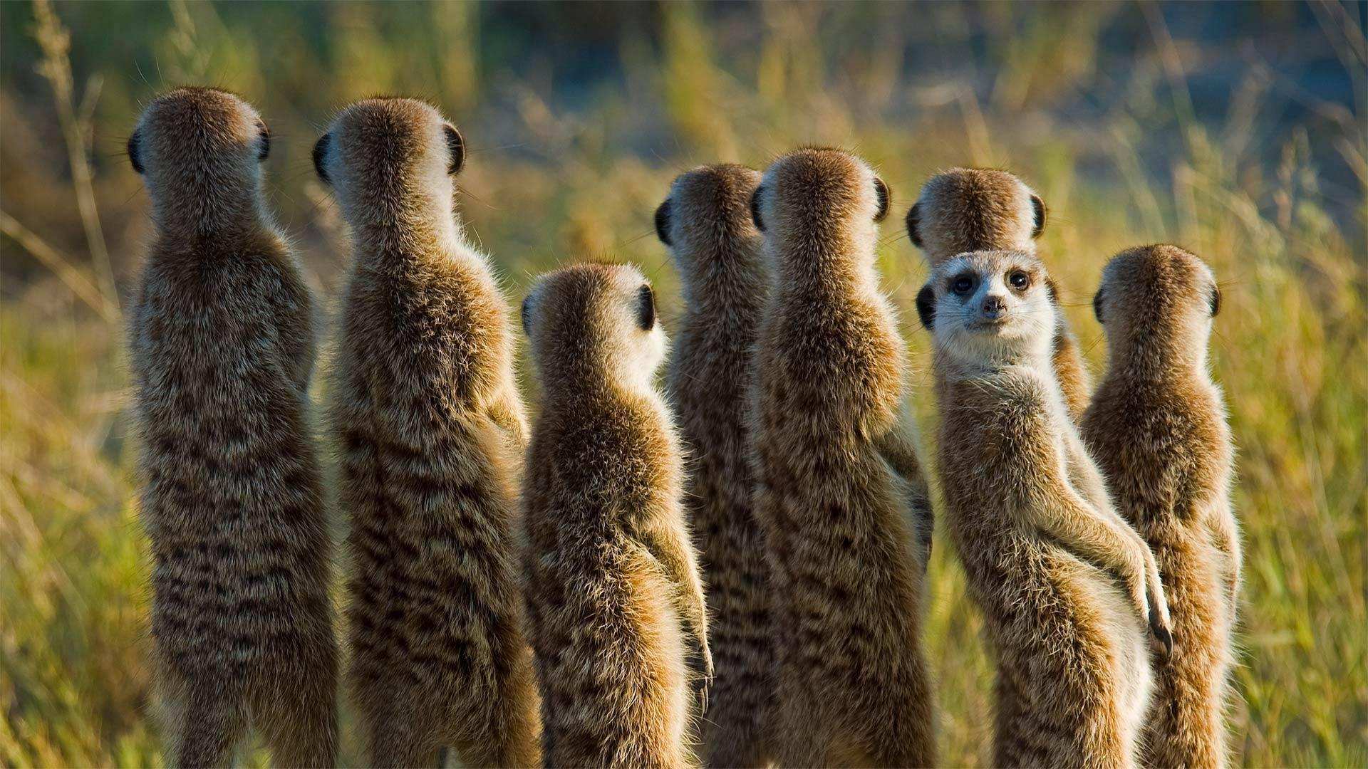 The overbearing meerkat queen, forbids sisters and daughters to ...