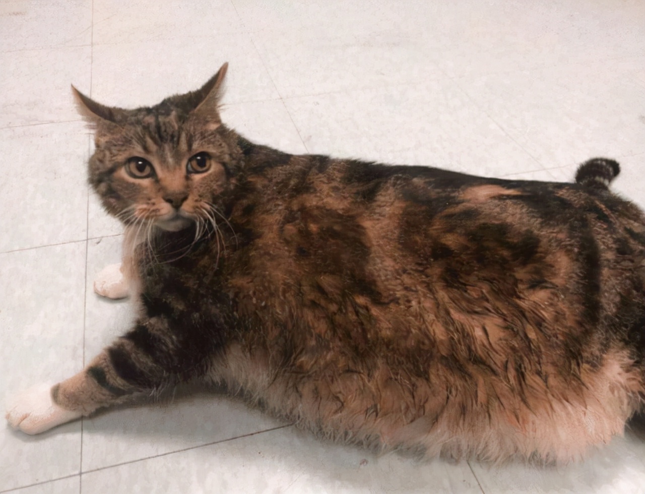 The tabby cat weighed 30 kilograms and was abandoned after being ...