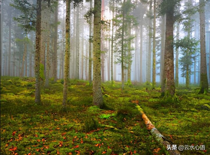 Yang Wanli composes poems after a nap, which is pleasant and leisurely ...