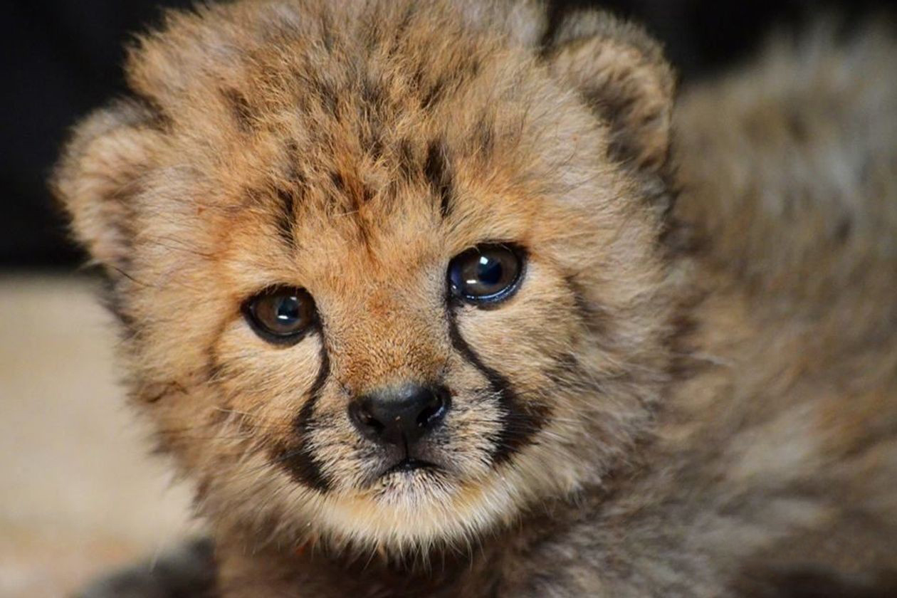 Cheetah-the killer on the prairie - iMedia