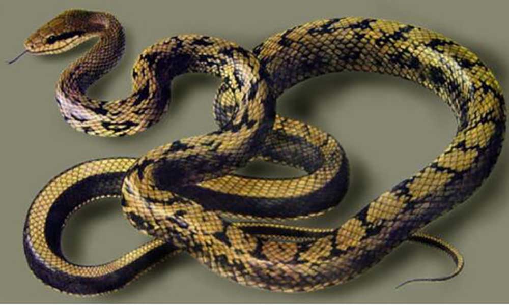 How many snakes do you know about these snakes of the snake family ...
