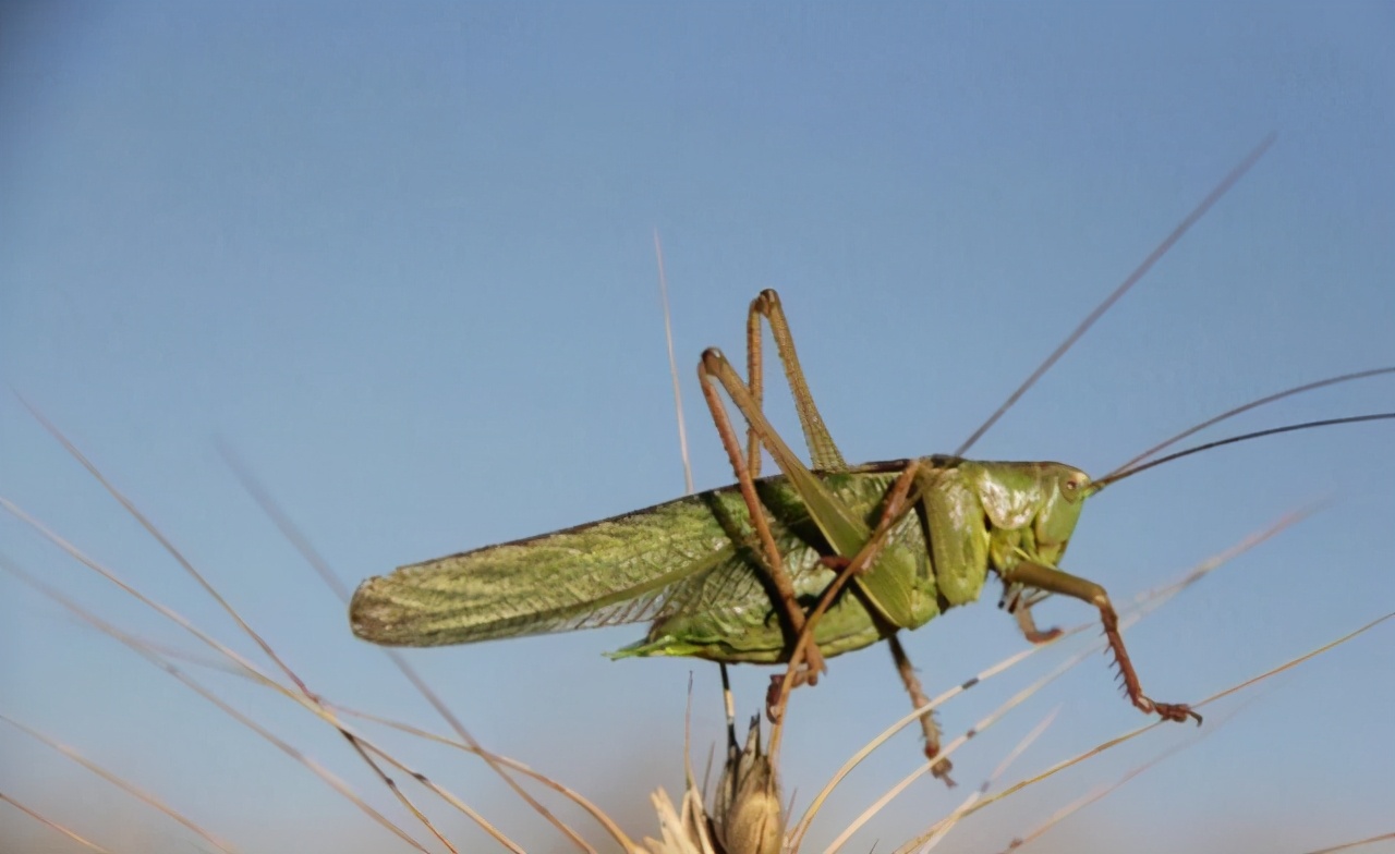 Remember the hundreds of billions of locusts that year?Where did they ...