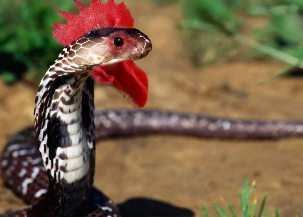 The legendary "cockscomb snake" is also recorded in European history ...