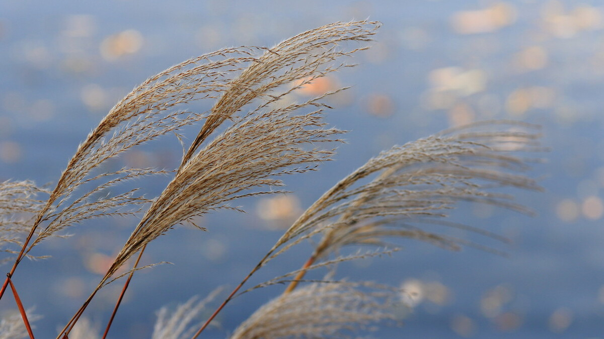 The reed flowers are thousands of hectares and the water is faint, and ...