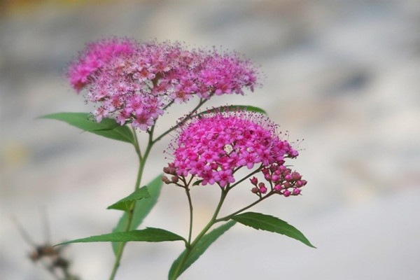 A small note on understanding flowers "Xiwu Hua" - iNEWS