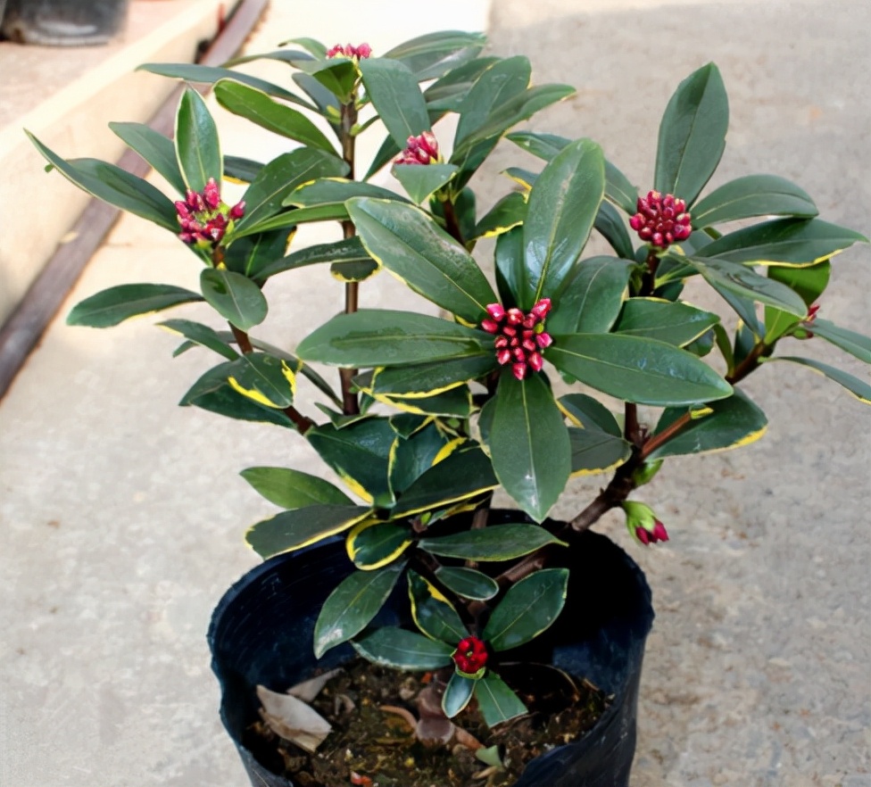 I bought Phnom Penh Ruixiang flowers online, and I want to stay alive ...