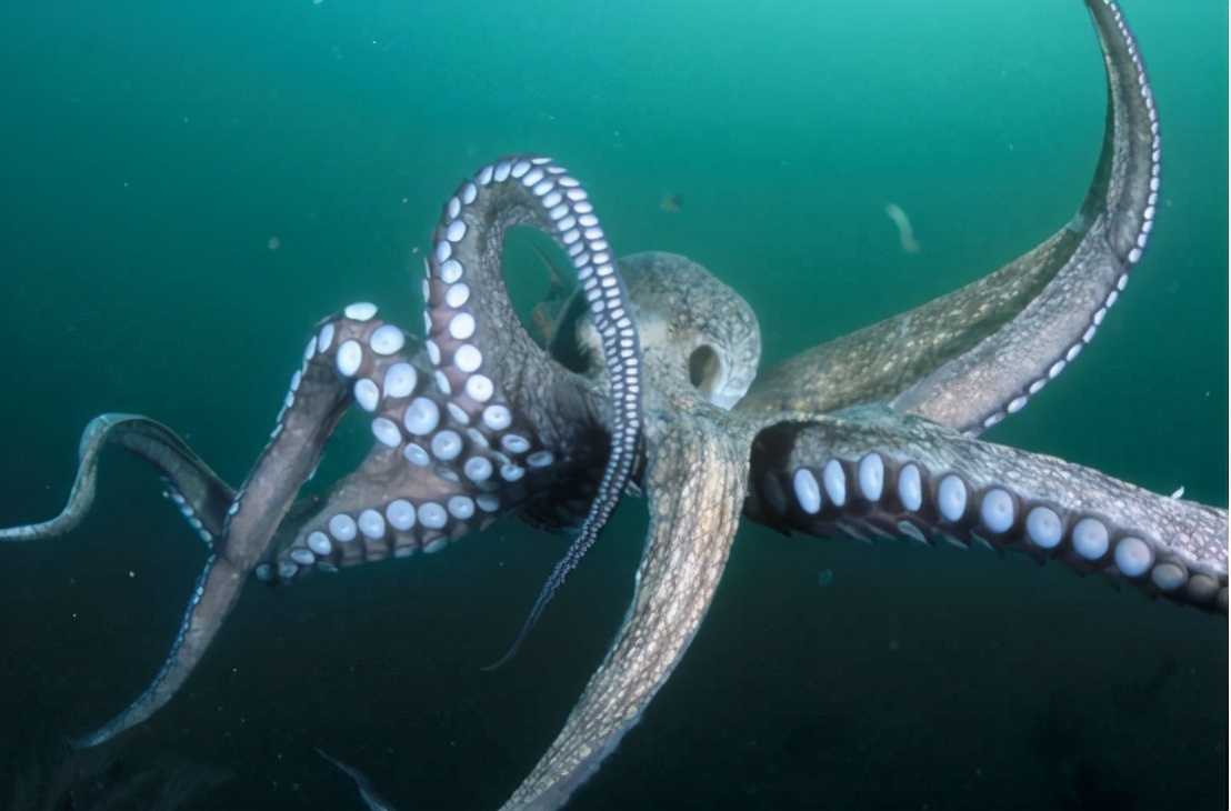 The octopus with the most legs in history!There are 96 legs. Is it ...