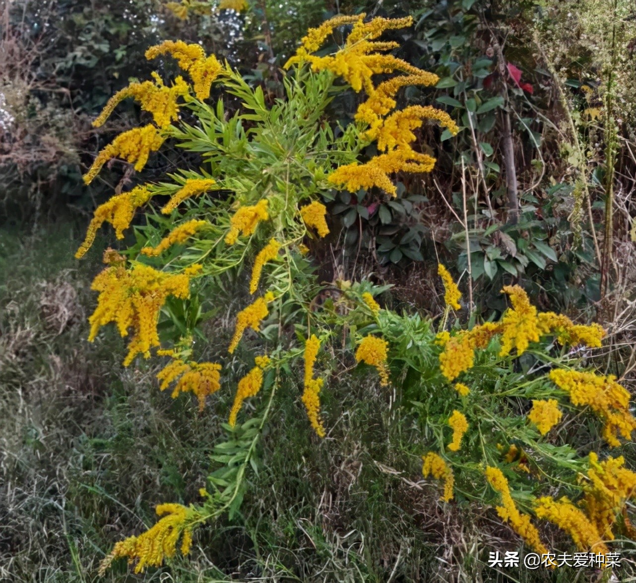"The Devil's Flower" invaded Sichuan and found it needed to be reported ...