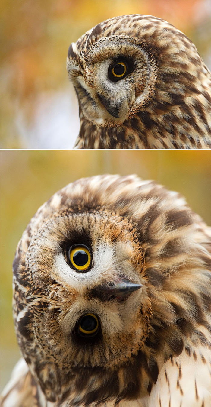 The photographer posted a bird "front VS side view" and netizens ...