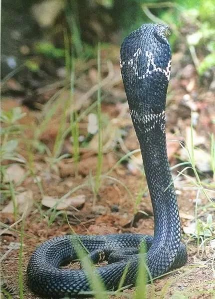 Talk about what snakes you have - iNEWS