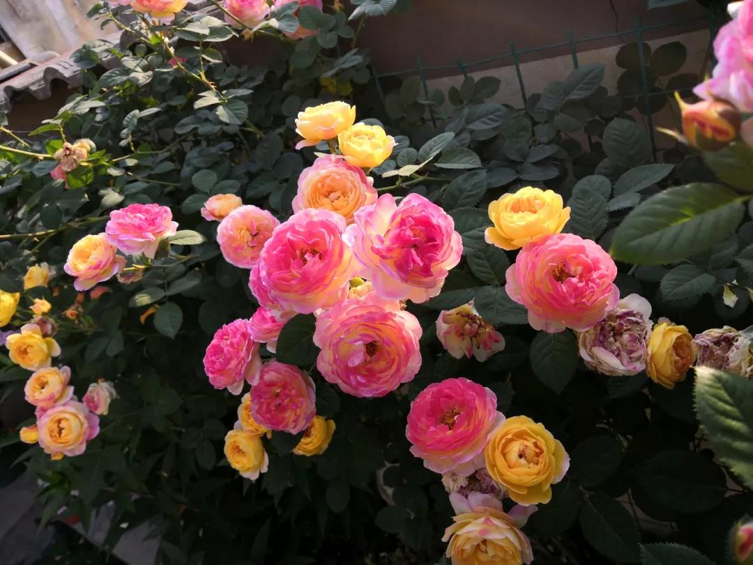 10 unpopular little knowledge about rose, even the gods don't know it ...