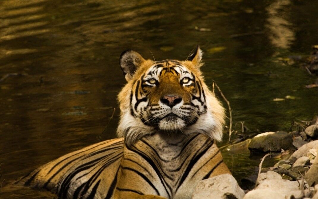 The son of the legendary tiger king: The Sudanese tiger drove high and ...