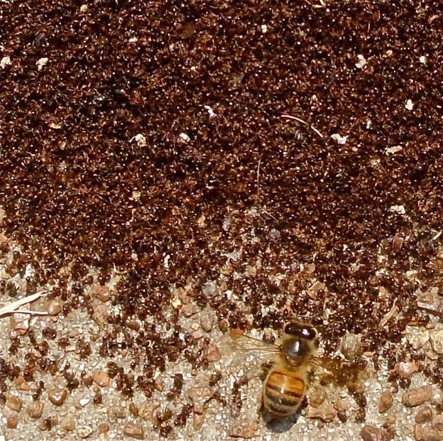 The man-made "living dead ants" were moved to the ant cemetery by their ...