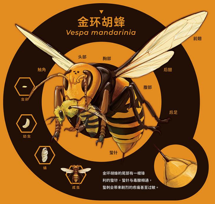 The deadly "killer bee" covers 70% of China's area. - iNEWS