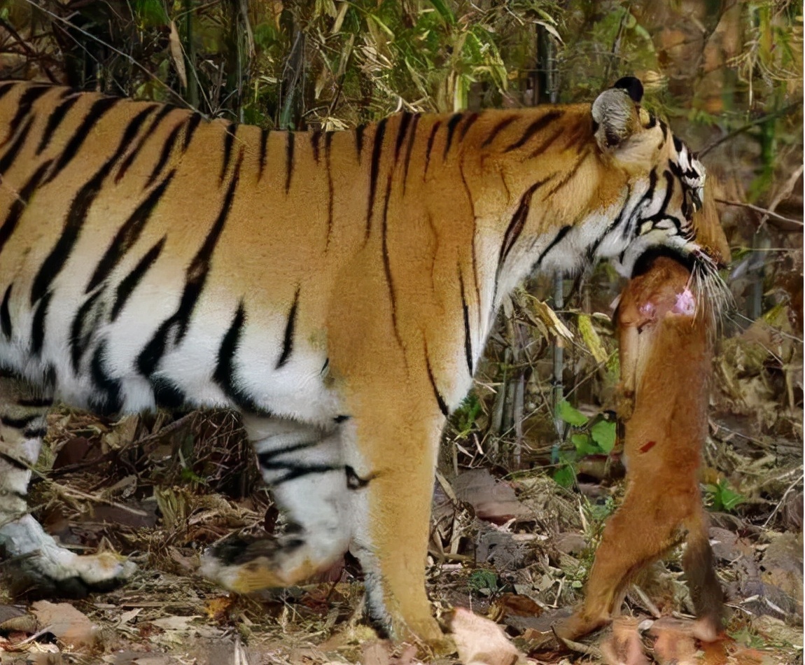 The "most arrogant animal" in the world has teeth more expensive than ...