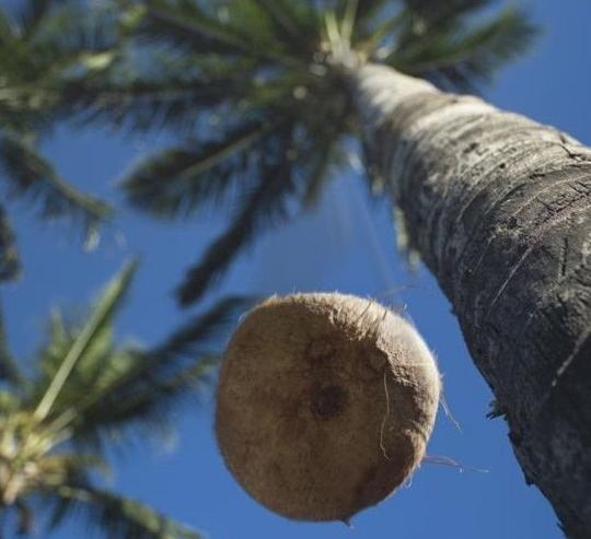 Approximately 150 people are "killed" by coconuts every year, which is ...