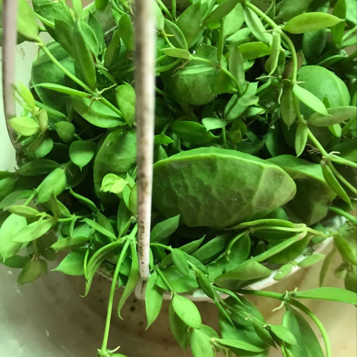 I keep a pot of "frog vine" at home, the leaves are a "little purse ...