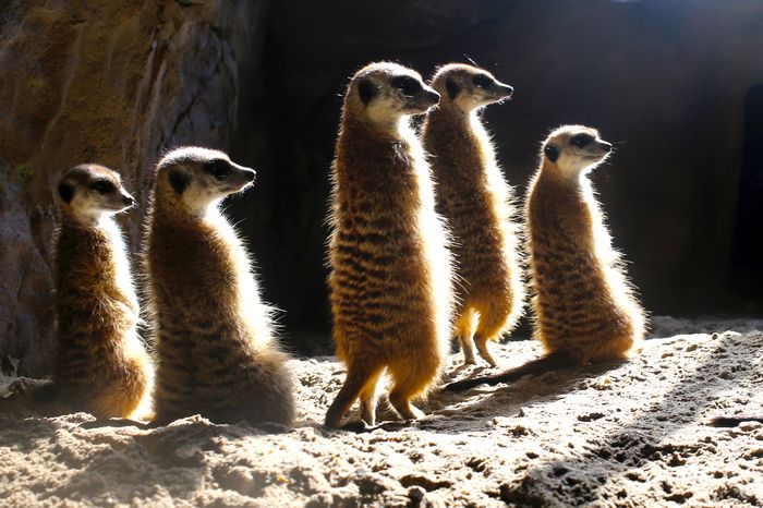 Meerkat: Small body is big food, the more you eat, the more hungry you ...