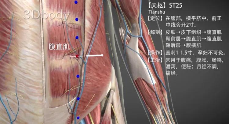 Tianshu Point—Regulates the stomach and intestines - iNEWS