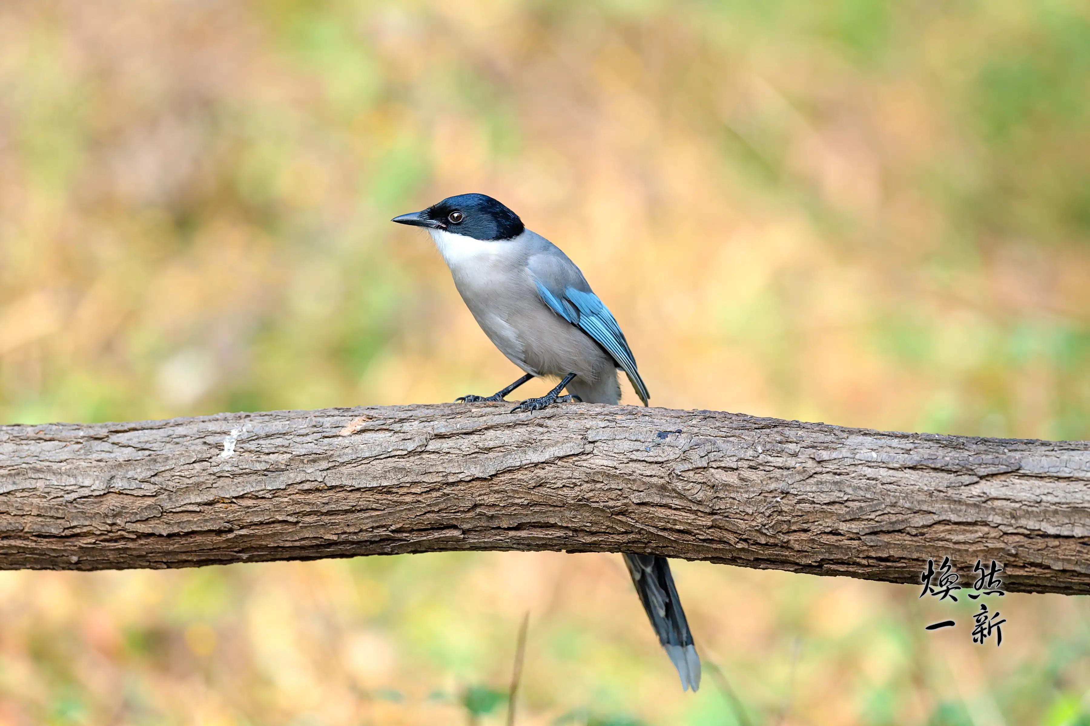 Grey Magpie 063 - iNEWS