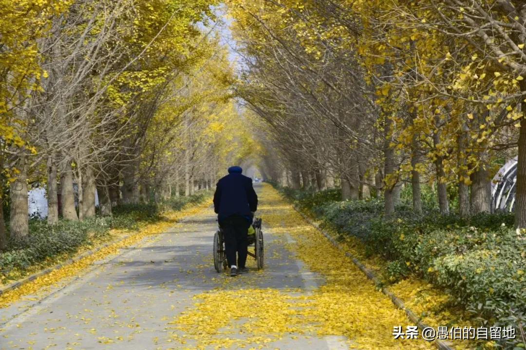 China's most beautiful village "Ginkgo Time Tunnel", one in Xuzhou, one ...