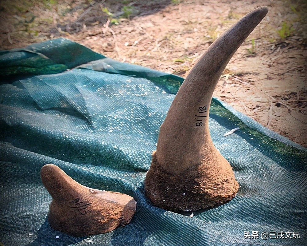 What are the differences between Asian rhino horns and African rhino ...