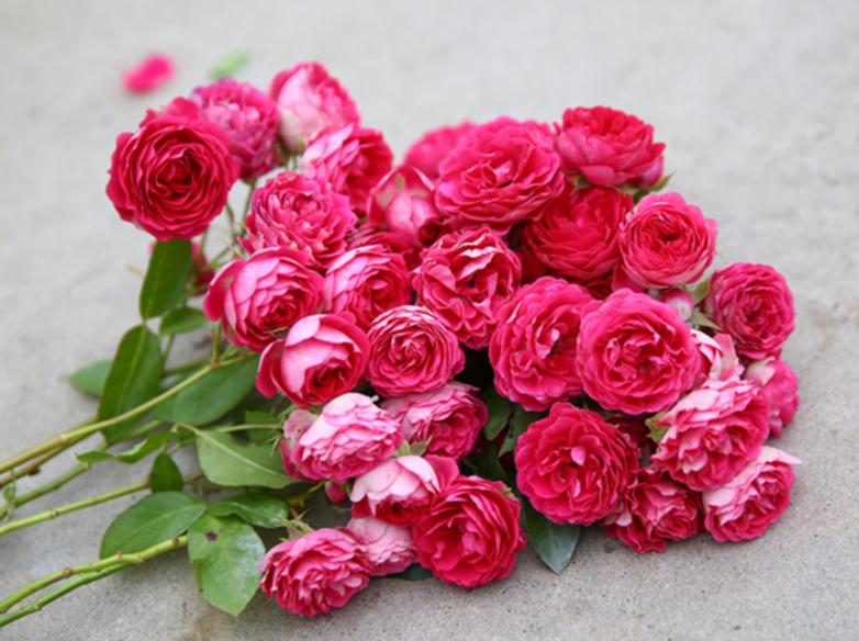 "Chinese rose rouge buckle" has many advantages and strong flowering ...