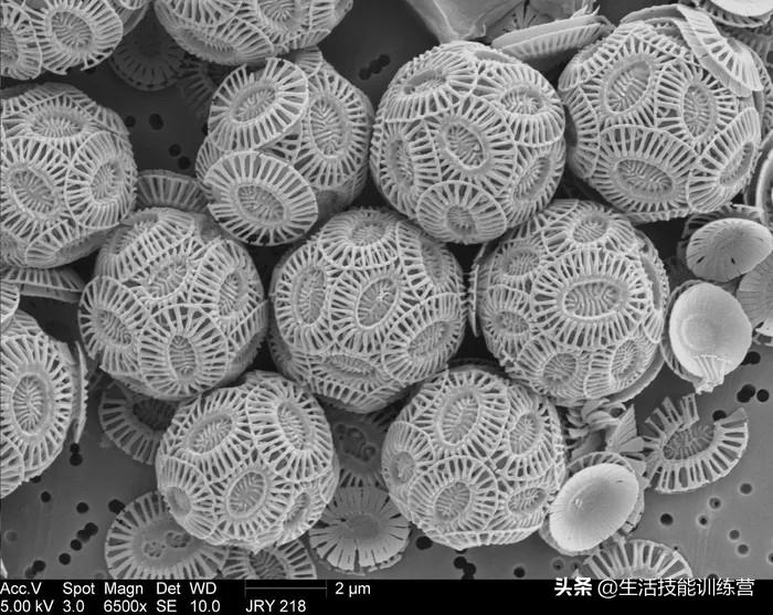 Wonderful microscopic world, 30 pictures show how everyday objects look ...