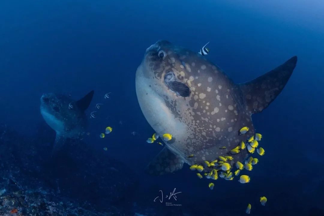 How can a sunfish with almost no combat and defense capabilities ...