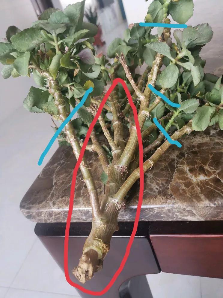 Can longevity flowers with rotten roots still grow?See what advice ...